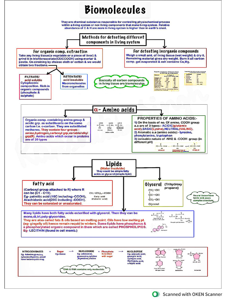 Biomolecules Mind Maps | PDF