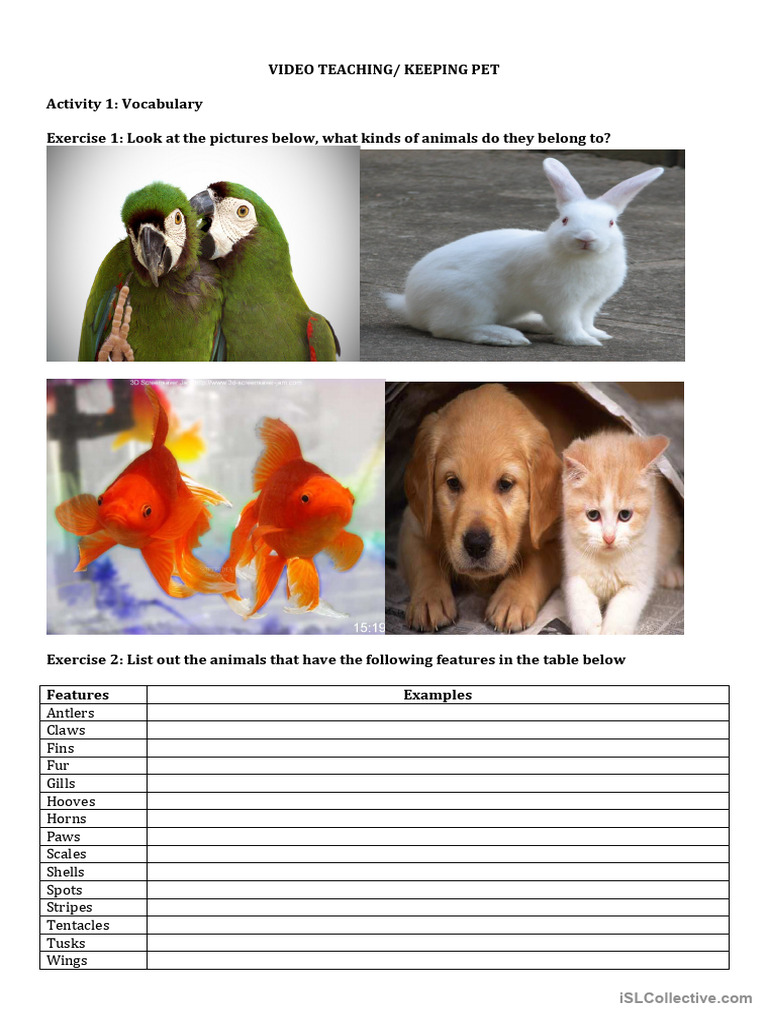 Video Teaching - Pet | PDF