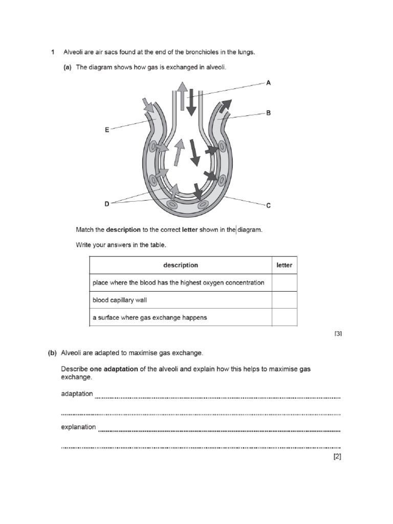 Sample Questions Grade 8 | PDF | Home & Garden | Computers
