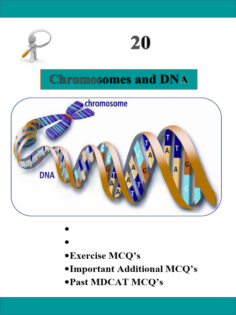Chromosomes and Dna Note and Mcqs by Study Corner | PDF | Dna ...