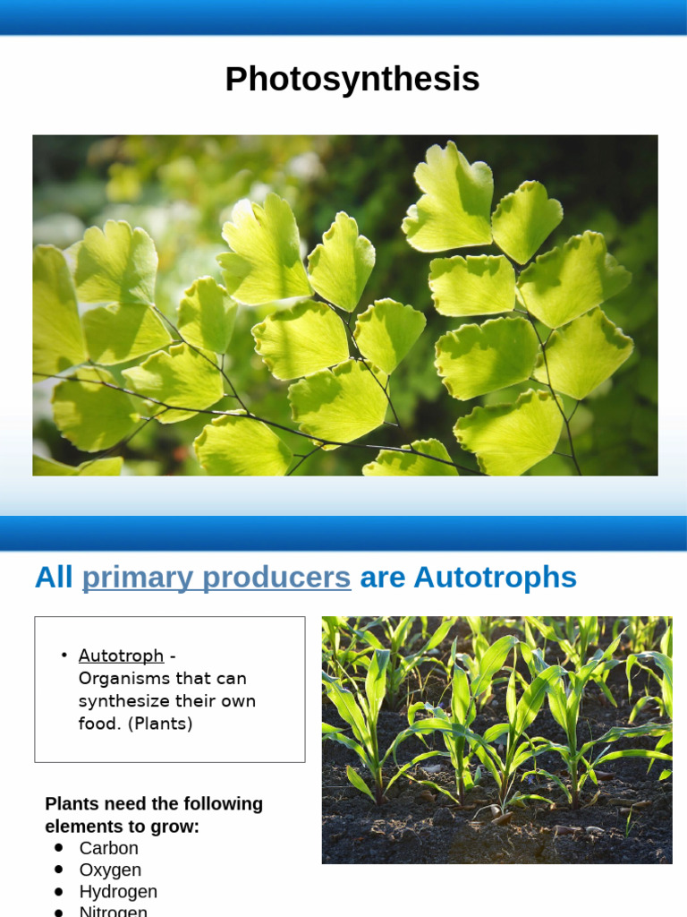 Photosynthesis | PDF | Photosynthesis | Chloroplast