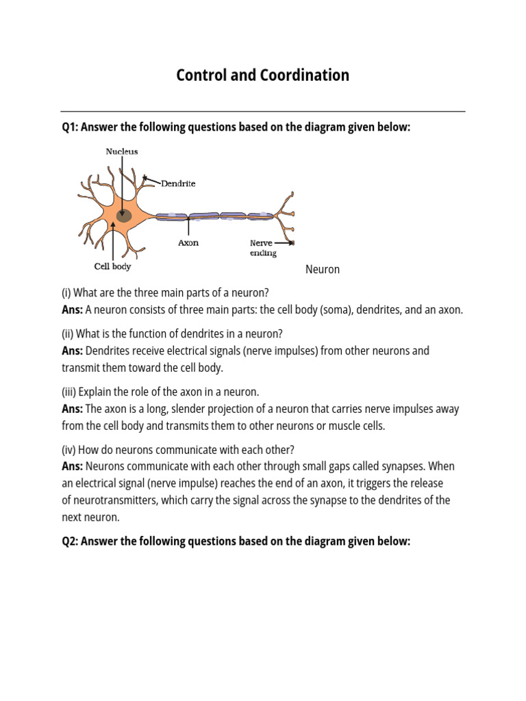 Control and Coordination Diagram Based Question | PDF | Neuron ...