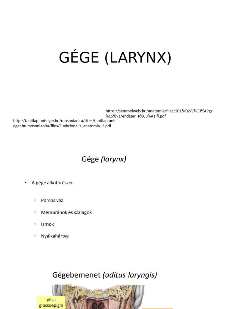 Gége (Larynx) | PDF