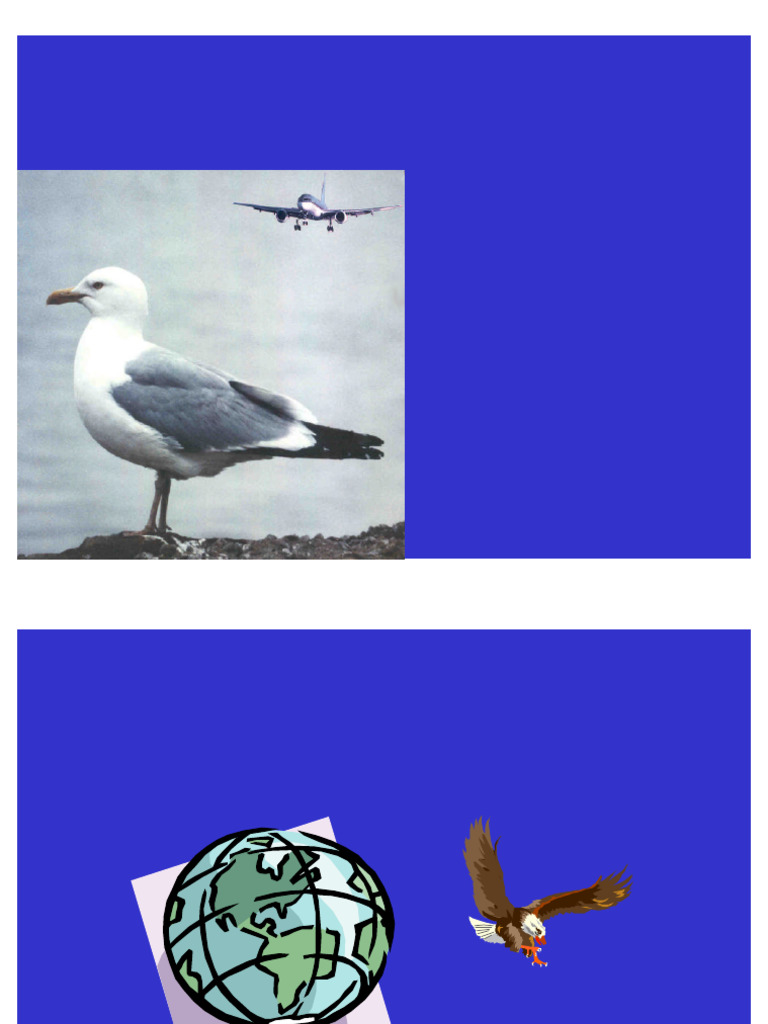 Bird Strike | PDF | Airport | Aviation Accidents And Incidents