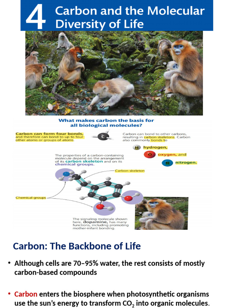Carbon and The Molecular Diversity of Life | PDF | Isomer | Covalent Bond