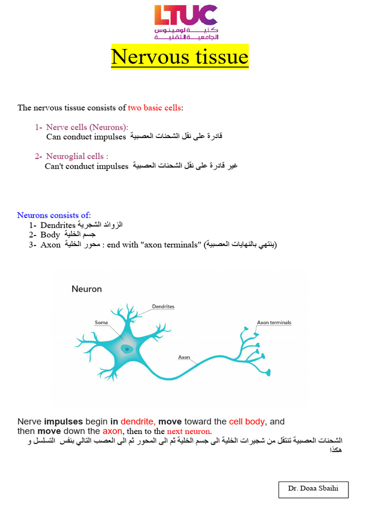 Overview of Nervous Tissue Structure | PDF | Self-Improvement | Wellness