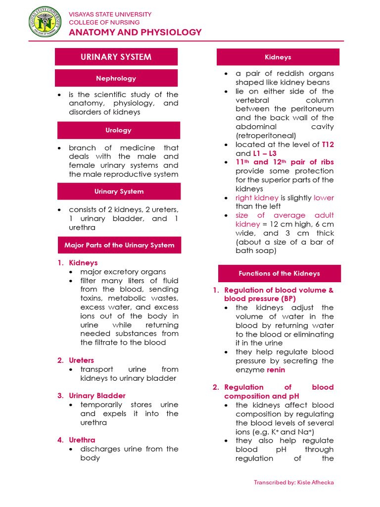 AnaPhy - Urinary System | PDF | Kidney | Urinary System