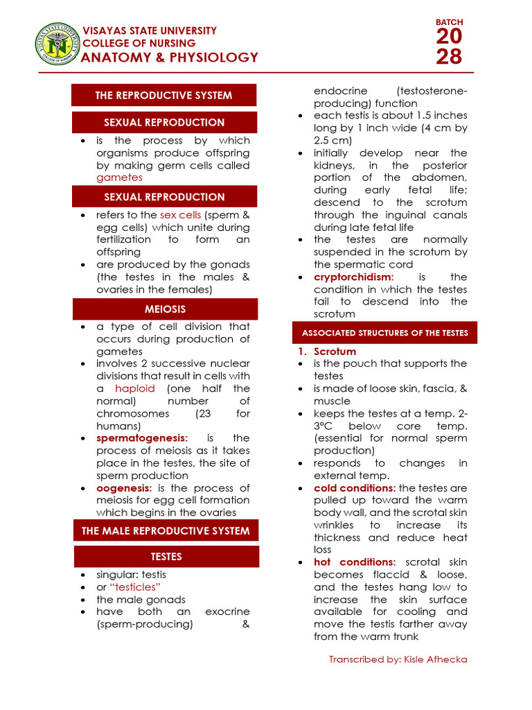 Male Reproductive System Overview | PDF | Testicle | Ovary
