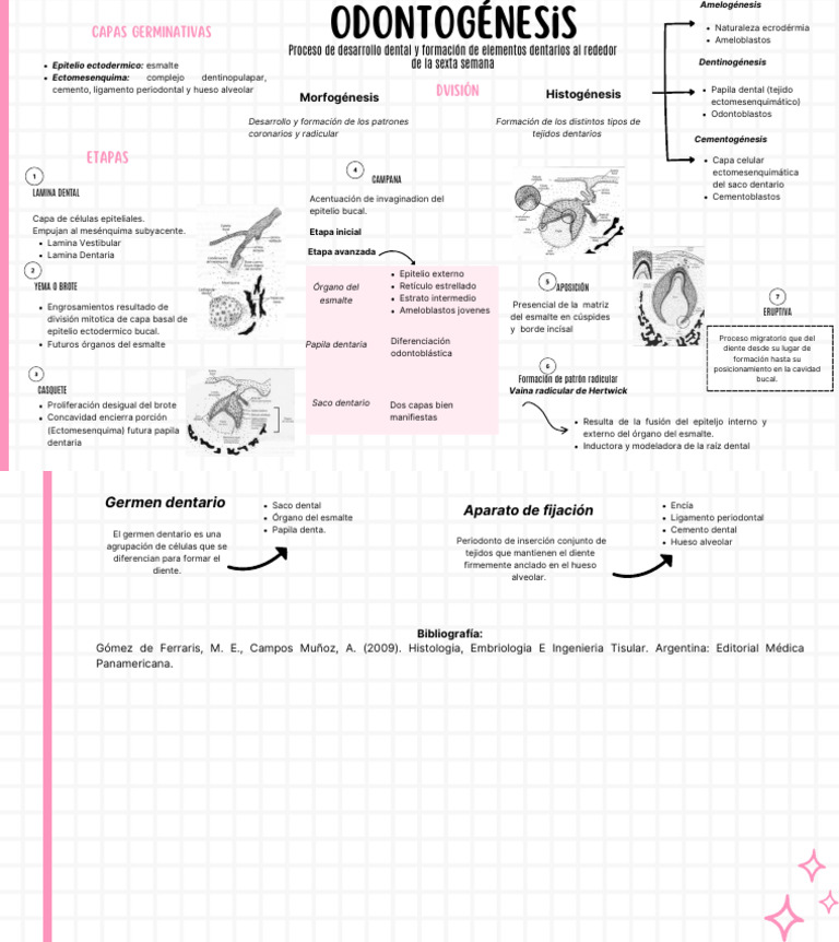 Odontogénesis | PDF | Morfología (biología) | Anatomia dental