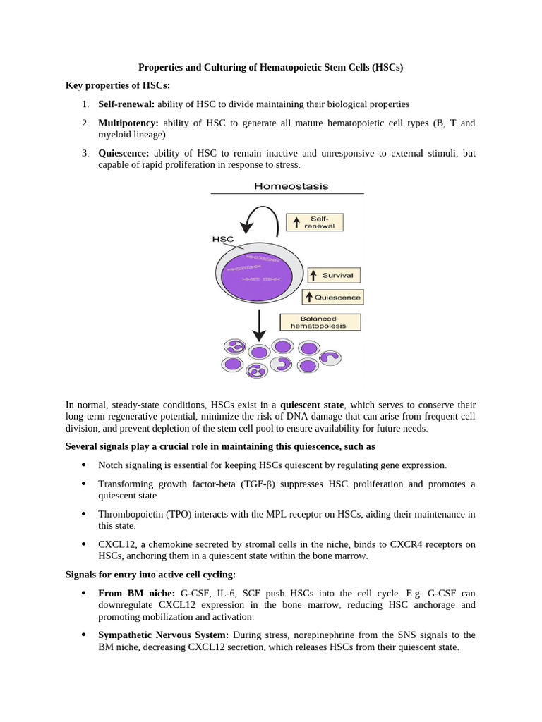 Properties and Culturing of HSC | PDF | Hematopoietic Stem Cell | Flow ...
