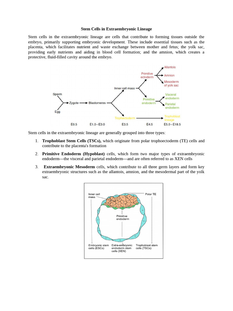 Stem Cells in Extraembryonic Lineage | PDF | Cell Potency | Placenta