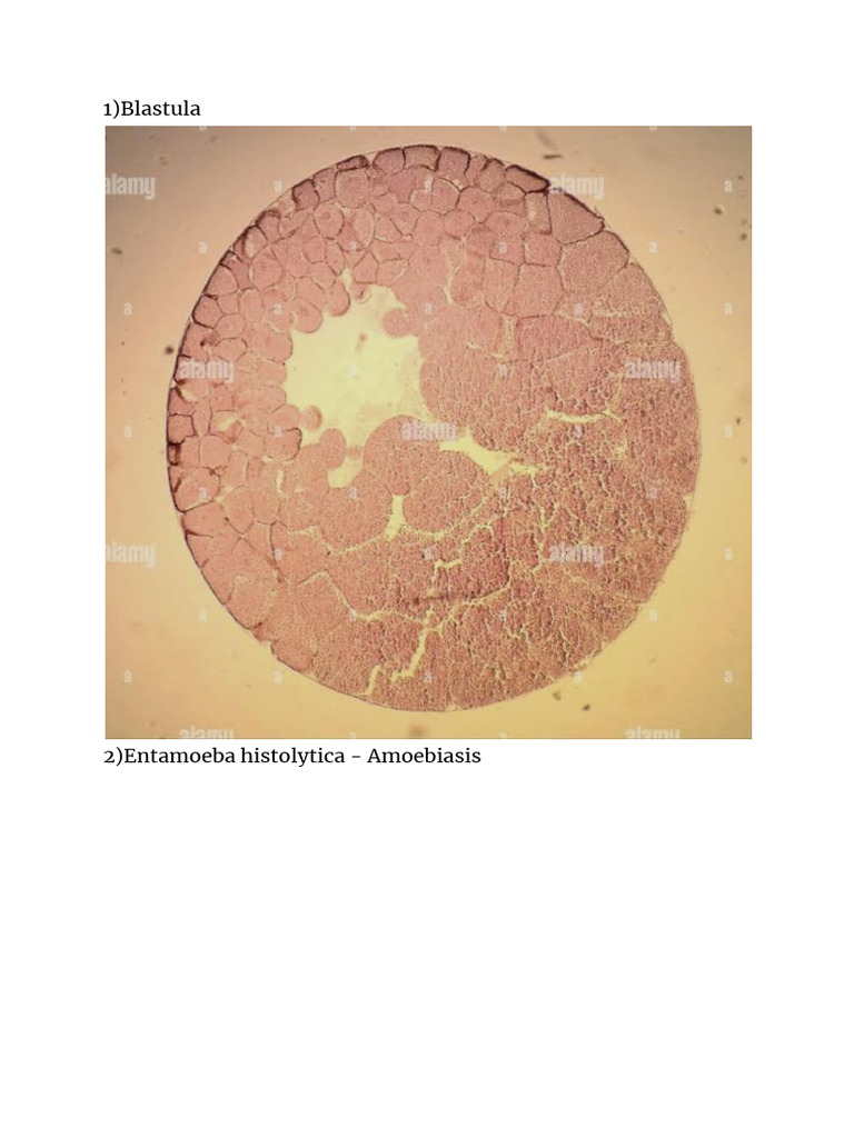 Slides Biology Practical Exams | PDF