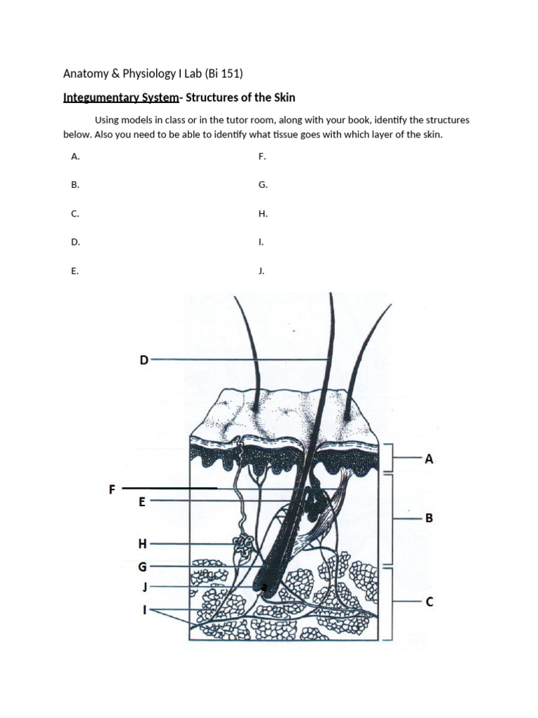 Lab 6 Skin Diagram | PDF
