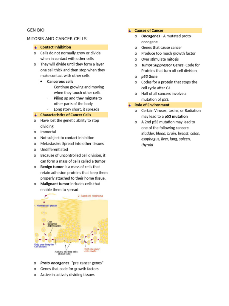 Chromosomes Gen Bio Notes | PDF | Cancer | P53
