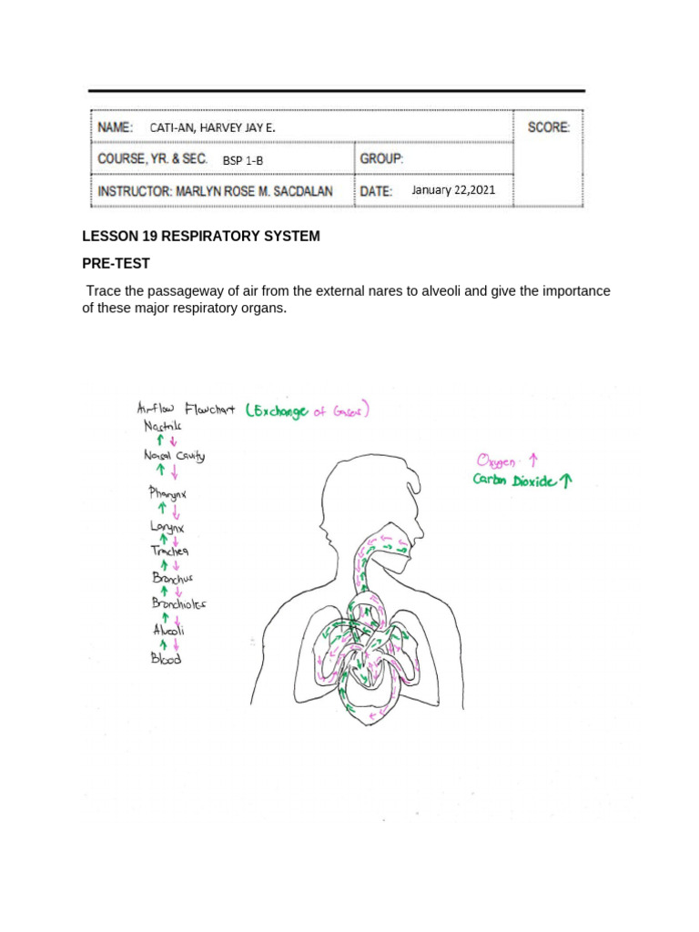 Lesson 19 Respiratory System | PDF