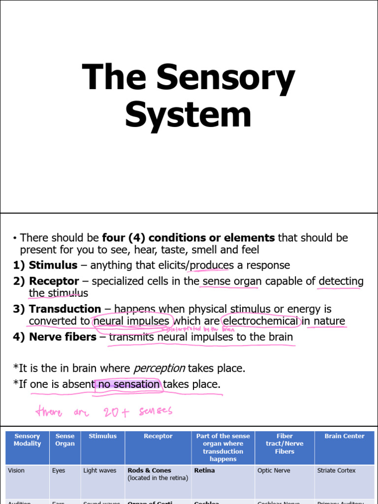 6) The Sensory System | PDF | Taste | Senses