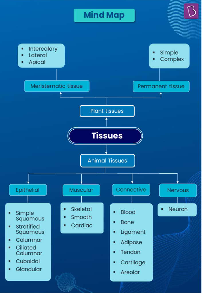 ilovepdf_merged (1) | PDF | Tissue (Biology) | Epithelium