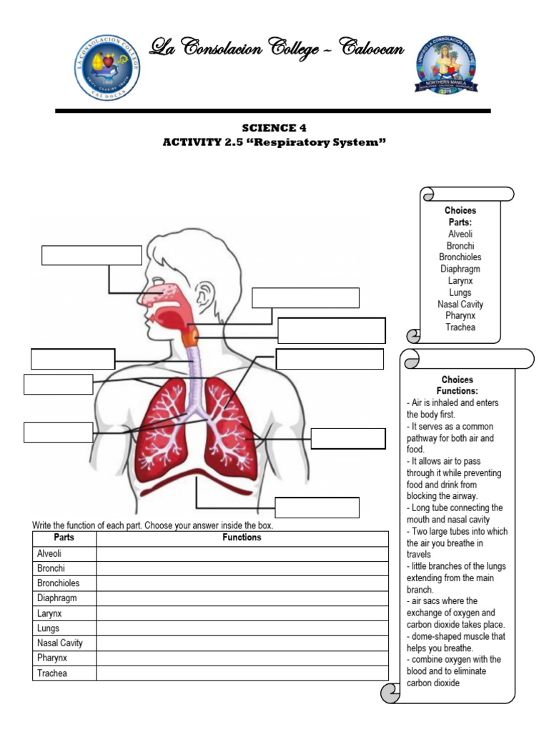 Science 4: Respiratory System Activity | PDF | Respiratory Tract ...