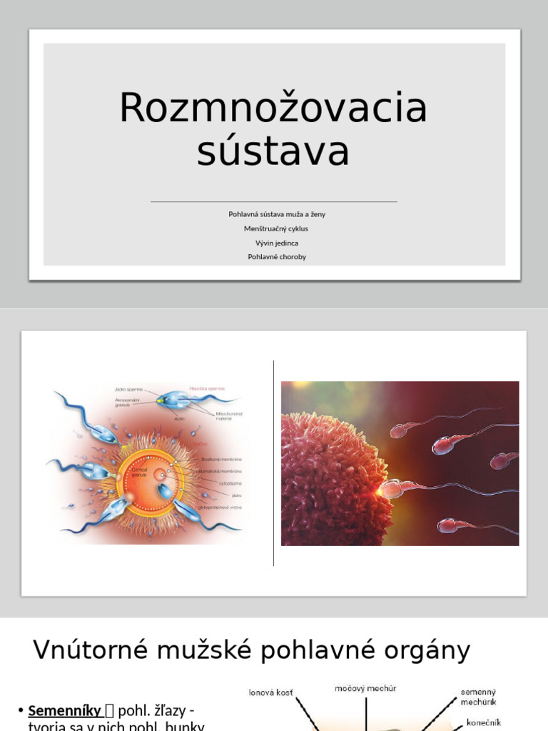 Rozmnoå Ovacia Sã Stava Ä Loveka Komplet | PDF