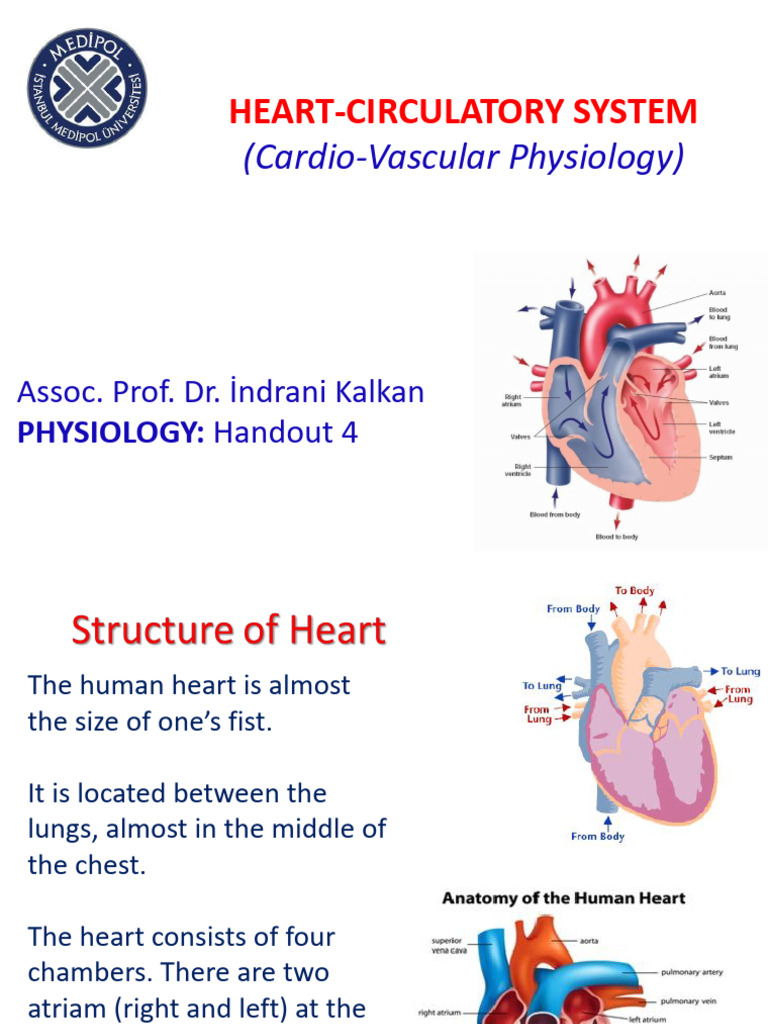 Handout 4 - Heart Circulatory System | PDF | Heart | Heart Valve
