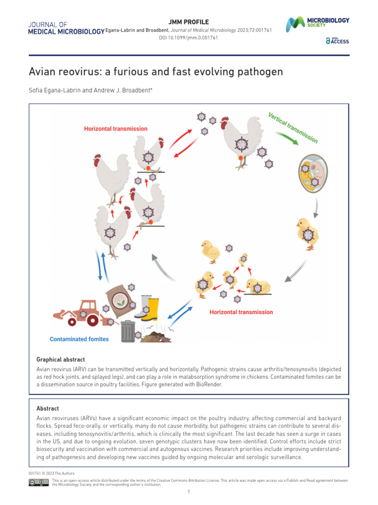 Avian Reovirus A Furious and Fast Evolving Pathoge | PDF | Virus ...