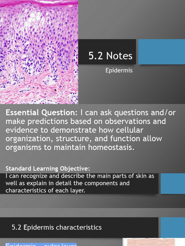 Epidermis Structure & Function Guide | PDF | Epidermis | Skin