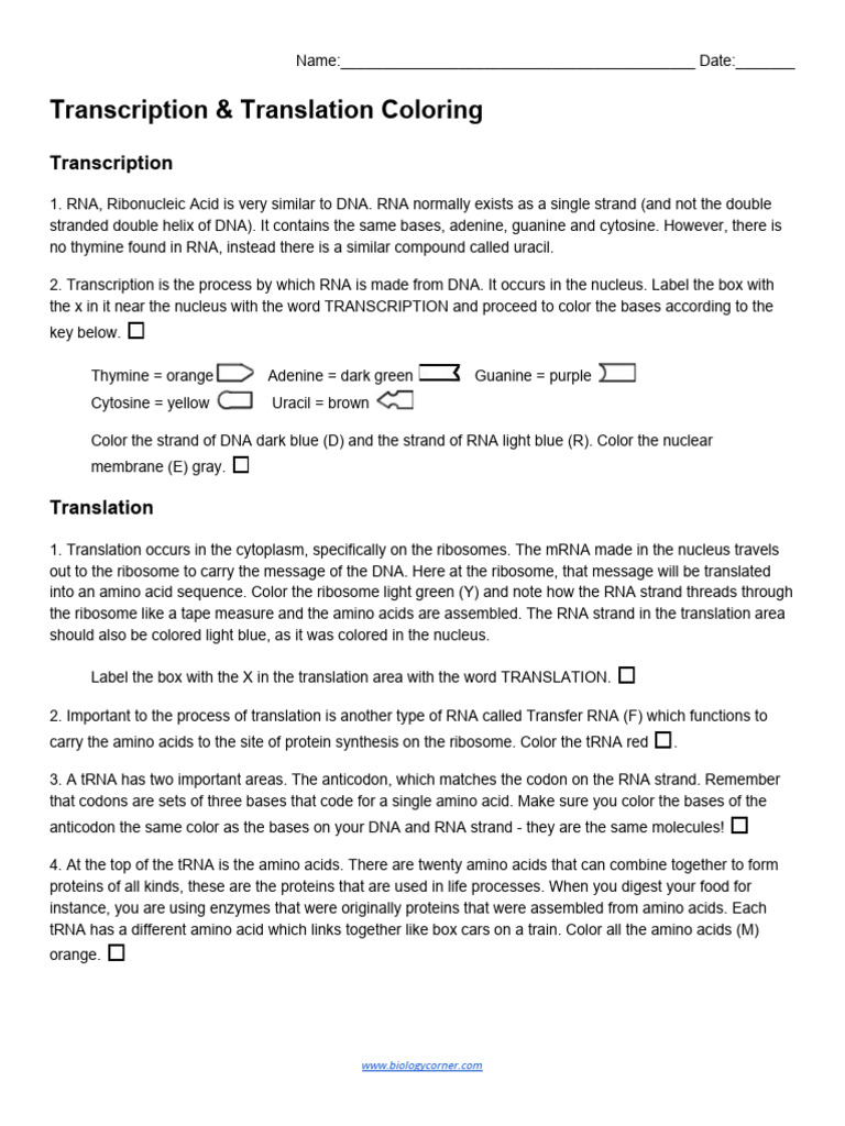 Transcription Translation Coloring | PDF | Translation (Biology) | Rna