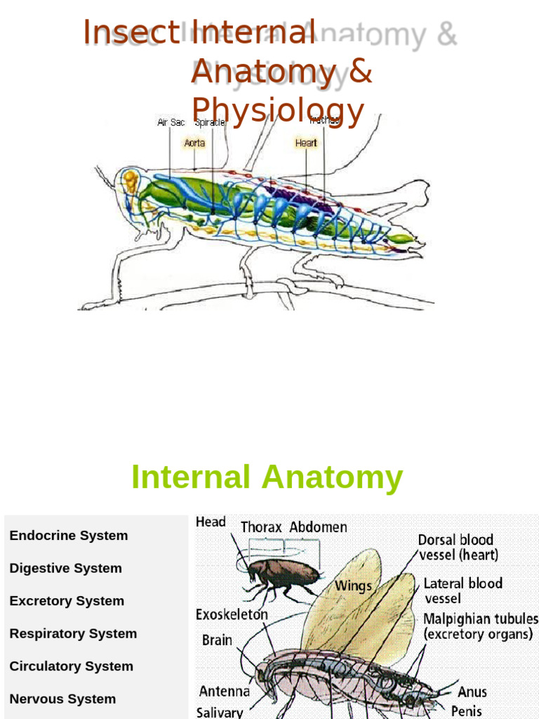 Ilide - Info 3 Fbs 45 Internal Anatomy of Insects PR | PDF | Nervous ...