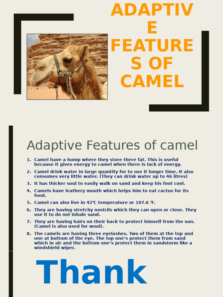 Science Work (Adaptive Features of Camel) | PDF | Home & Garden
