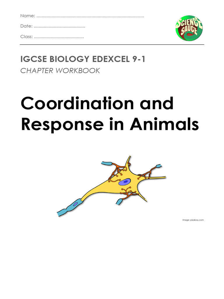 Coordination and Response in Animals | PDF | Neuron | Stimulus (Physiology)