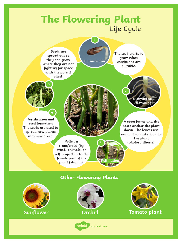 t2 S 417 Flowering Plant Life Cycle Display Poster - Ver - 1 | PDF