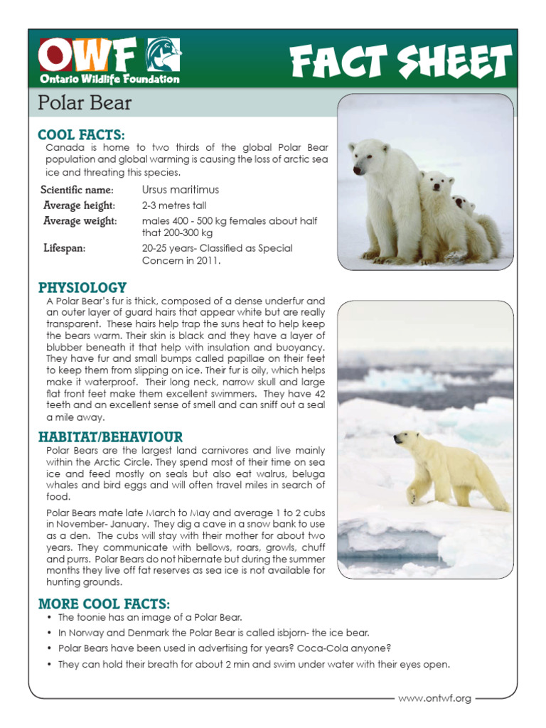 Polar Bear | PDF