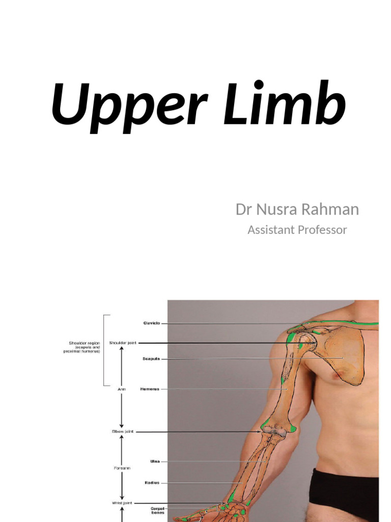 Upper Limb | PDF | Shoulder | Arm