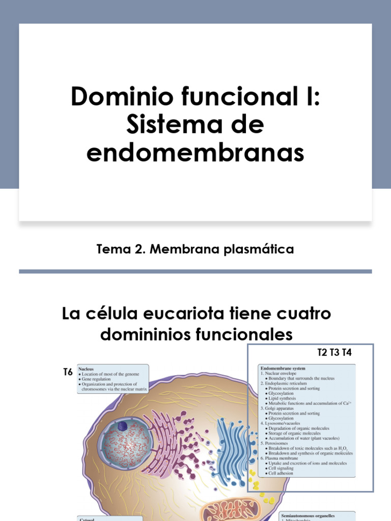 Tema 2. Membrana Plasmática Actualizado | PDF | Membrana celular | La matriz extracelular