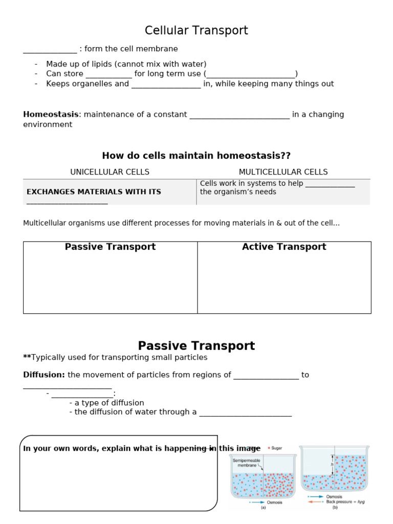Cellular Transport Notes | PDF