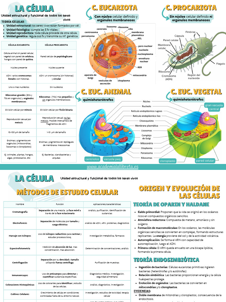 8 - La C Lula | PDF | Biología Celular) | Nucleo celular
