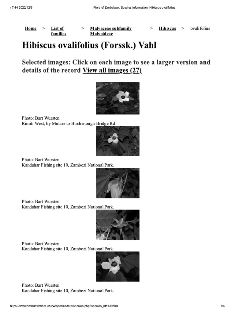 Flora of Zimbabwe - Species Information - Hibiscus Ovalifolius | PDF