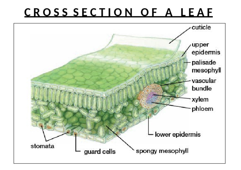 Cross Section of A Leaf | PDF