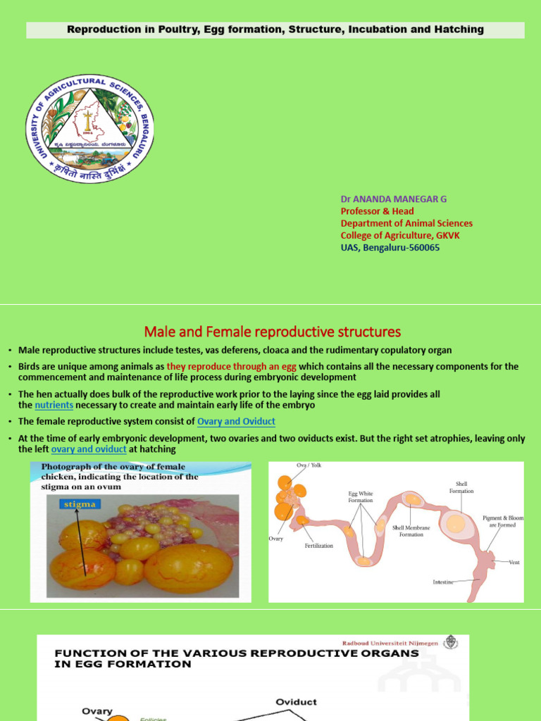 Egg Structure and Formation | PDF | Chicken | Egg