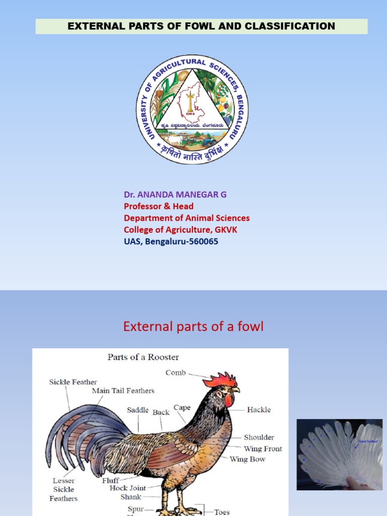 Breeds of Poultry and External Parts of Poultry | PDF | Chicken | Poultry