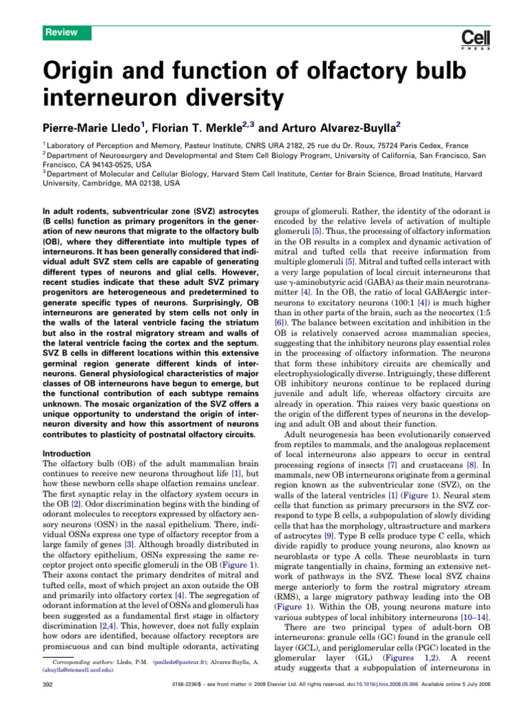 Origin and Function of Olfactory Bulb Interneuron | PDF | Synapse | Neuron