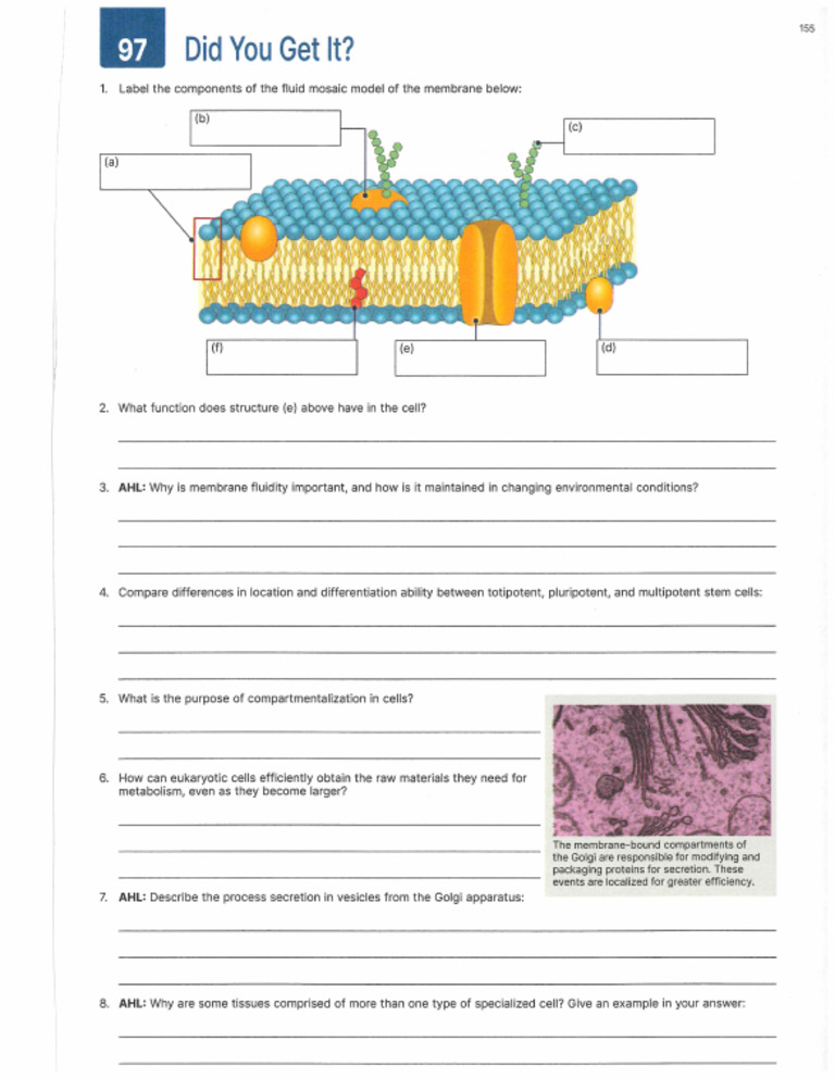B Cells Review - Biozone | PDF
