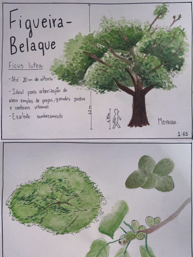 Pranchetas Arthur-Stéphanie Ayumi Terada | PDF