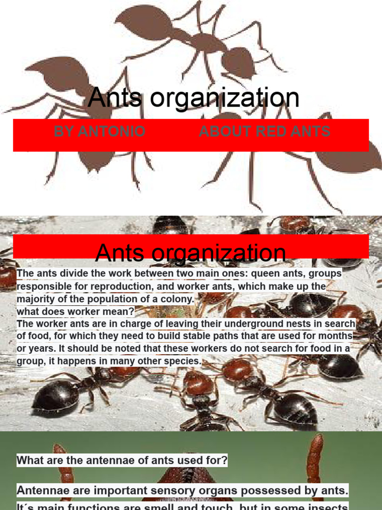 Ants Organization | PDF