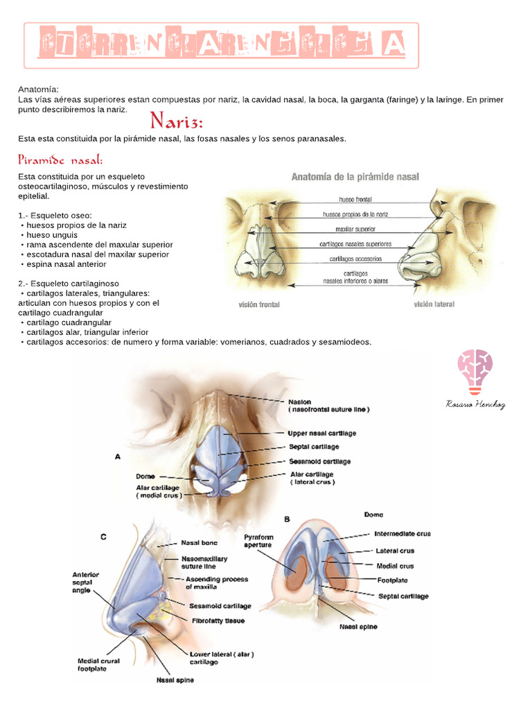 Anatomia Nariz y Anexos | PDF | Sistema esquelético | Rinología