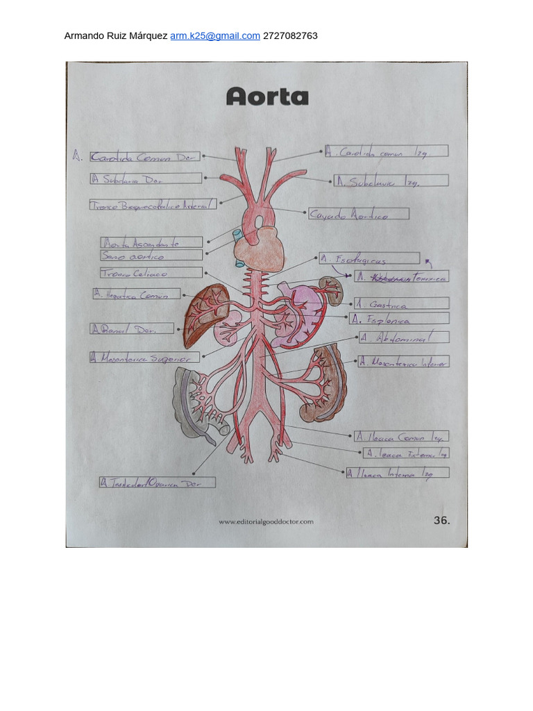 Laminas 3 | PDF | Estilo de vida