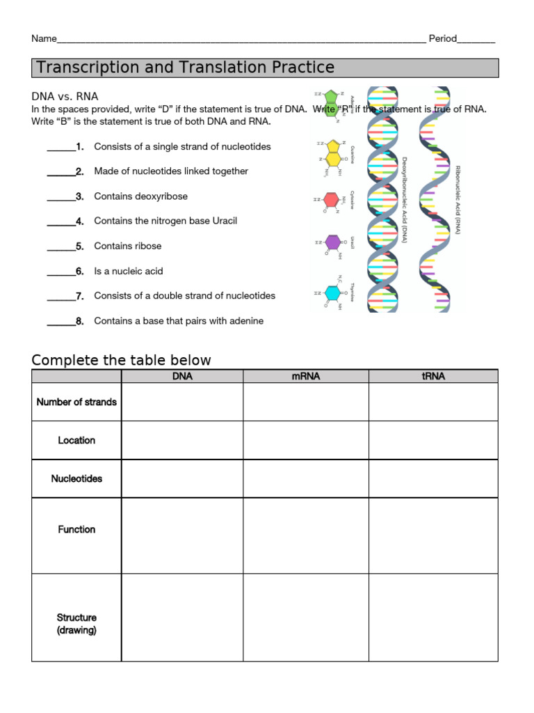 Transcription and Translation Practice | PDF | Rna | Dna