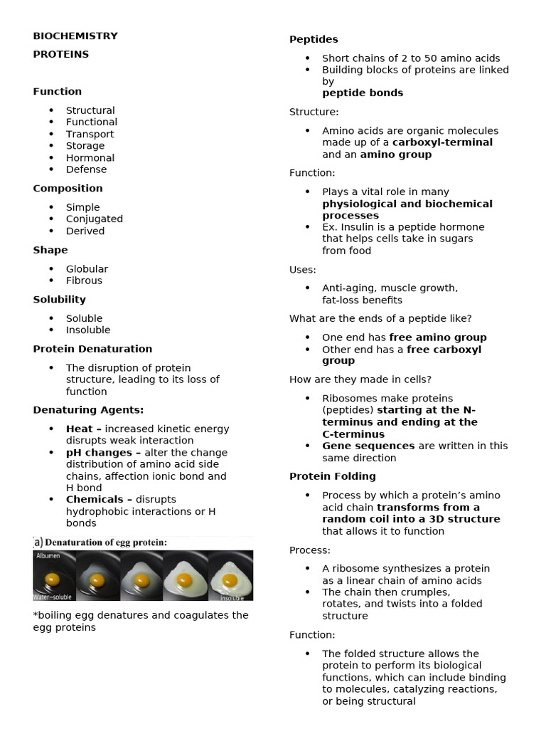 Proteins | PDF | Proteins | Denaturation (Biochemistry)