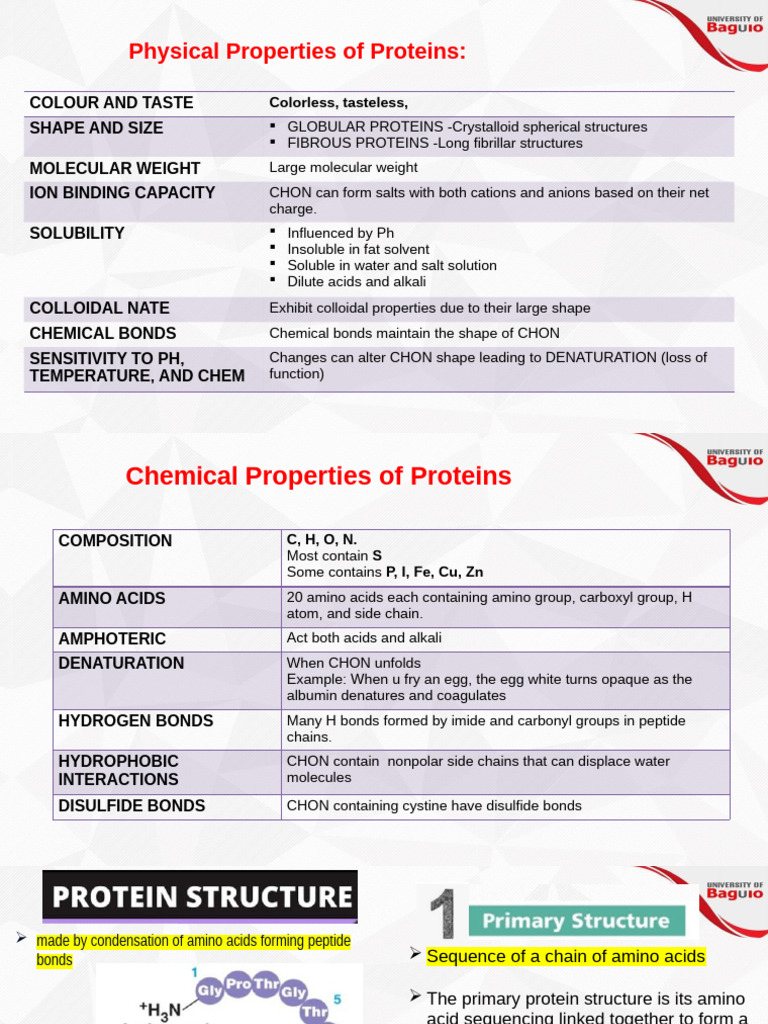 Proteins Level of Structure | PDF | Proteins | Beta Sheet