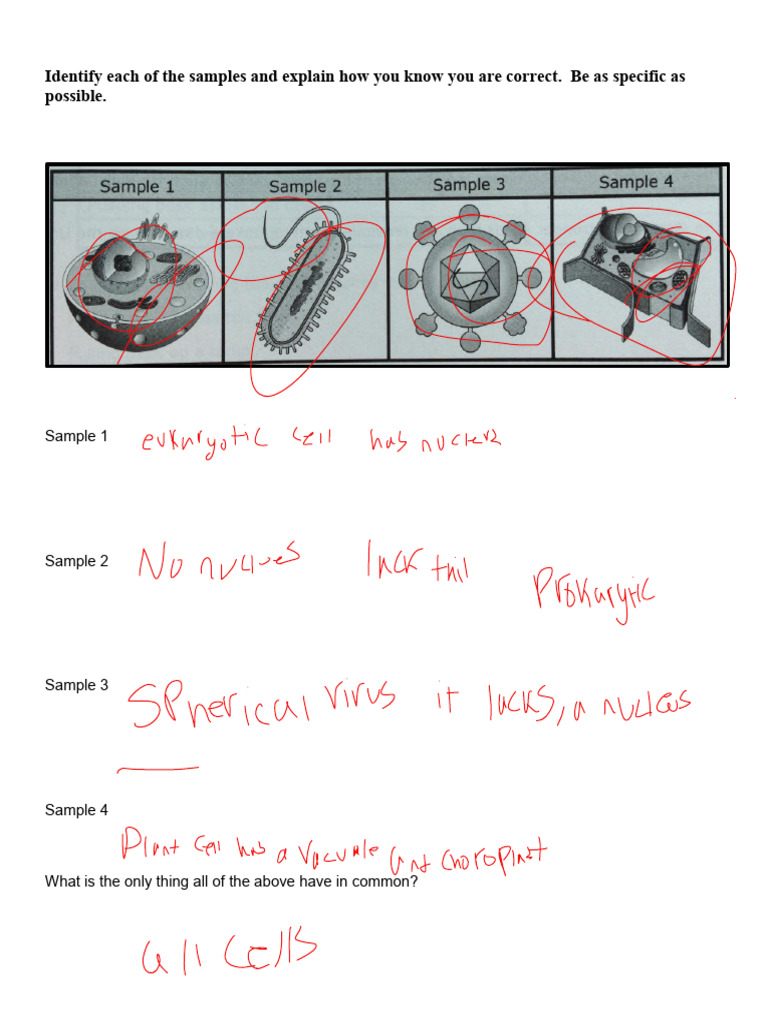 Warm Up Virus vs. Cell | PDF